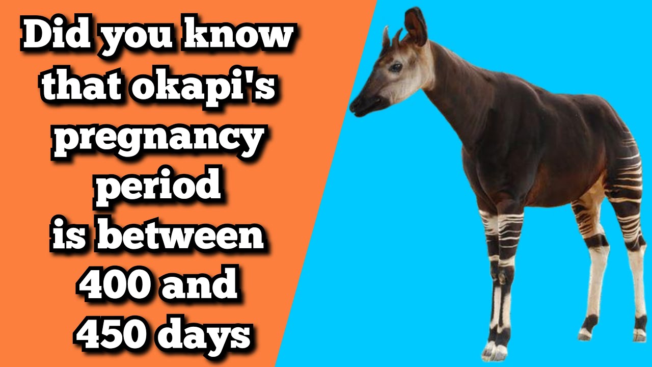 Okapis Belong to the Giraffe Family. ( Amazing facts about okapi . ) - YouTube