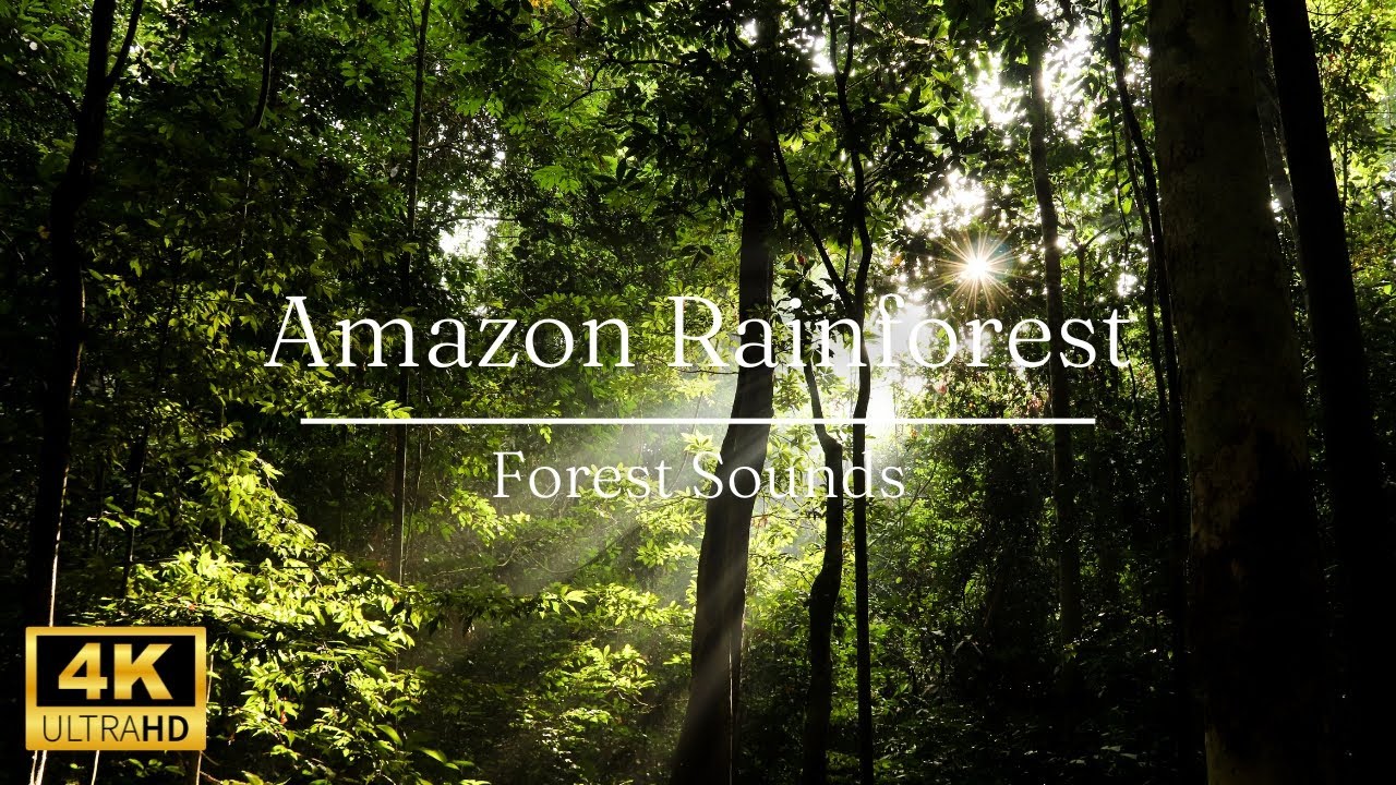 4K Amazon Rainforest Sounds | Calming Rainforest Video | Soothing ...