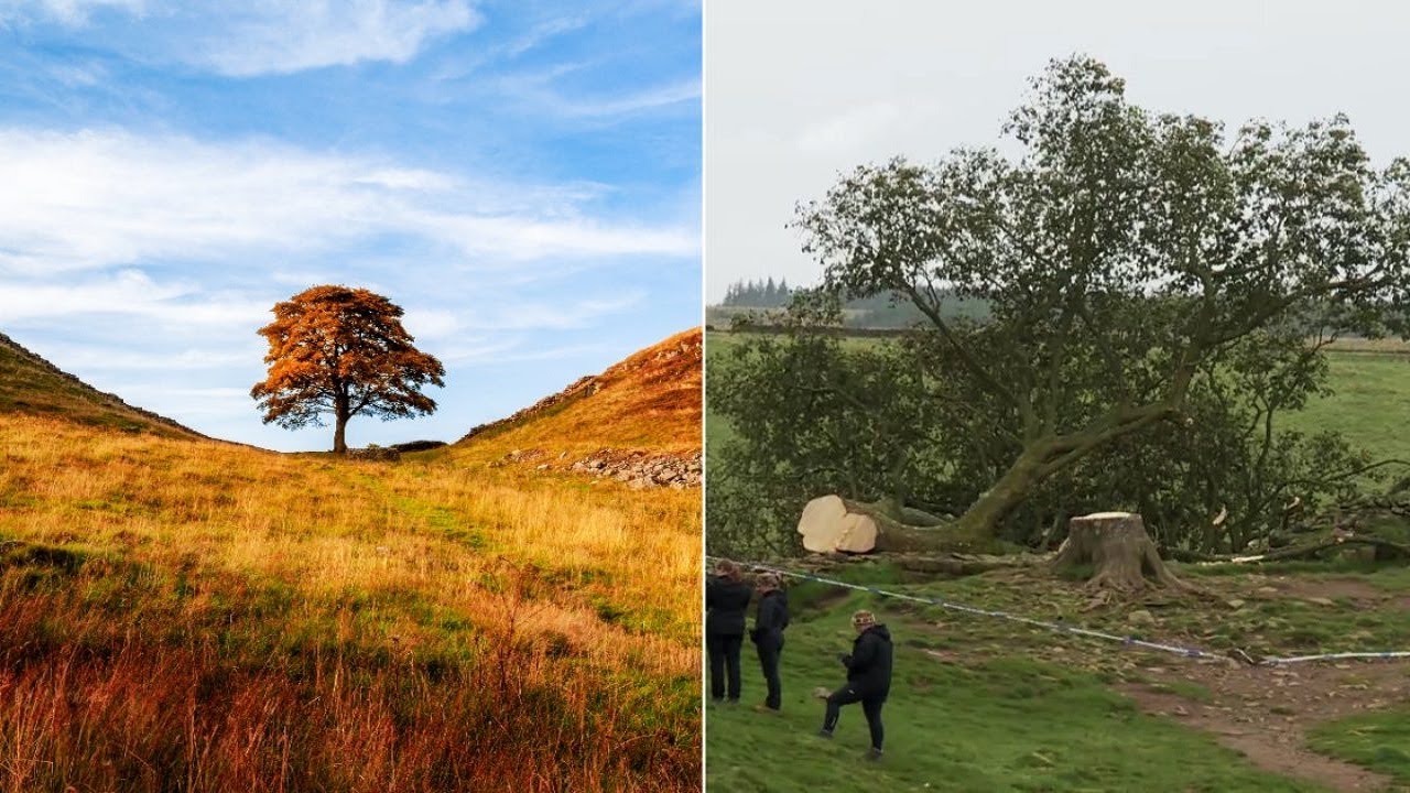 Boy 16 arrested after felling of famous Sycamore Gap tree at Hadrian’s ...