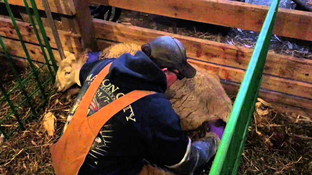 Lamb delivery at cmgkatahdins - YouTube