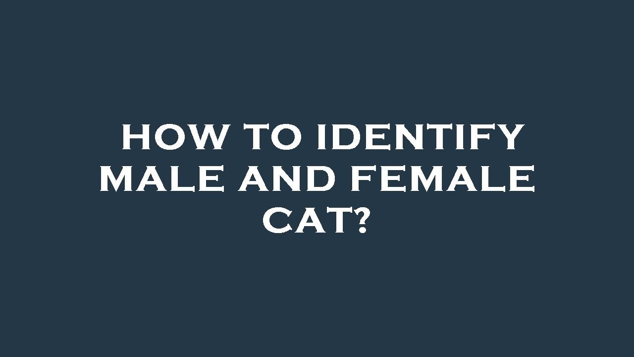 How to identify male and female cat? - YouTube