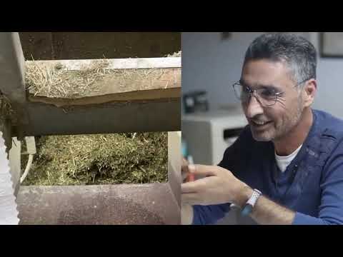 Saanen keçisi profesyonel yetiştiricilik çiftliği