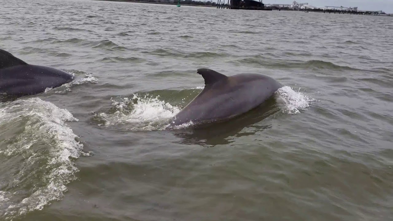 tbtn4231 dolphins in the harbor 2 13 20 - YouTube