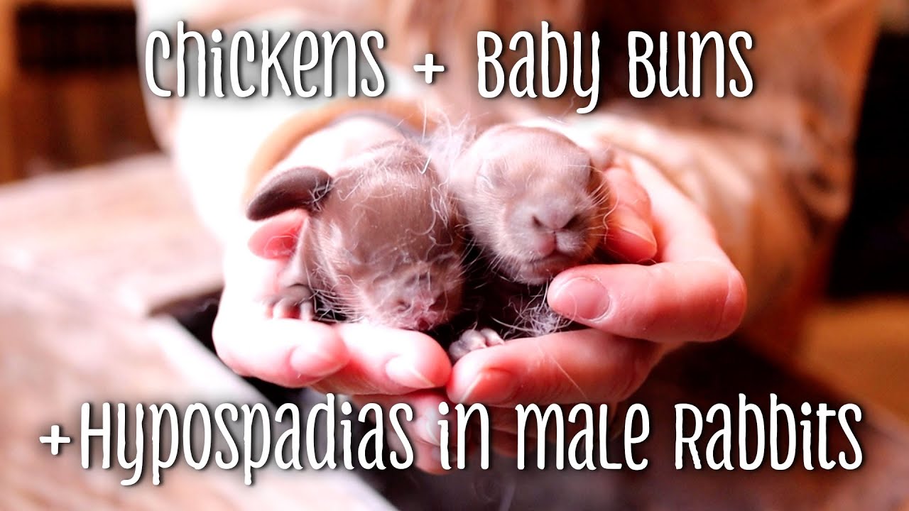 Chickens + Baby Buns | HYPOSPADIAS in Male Rabbits - YouTube