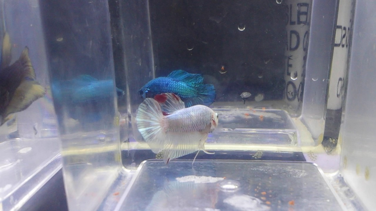 Betta Macho Hmpk marmol blanco - YouTube