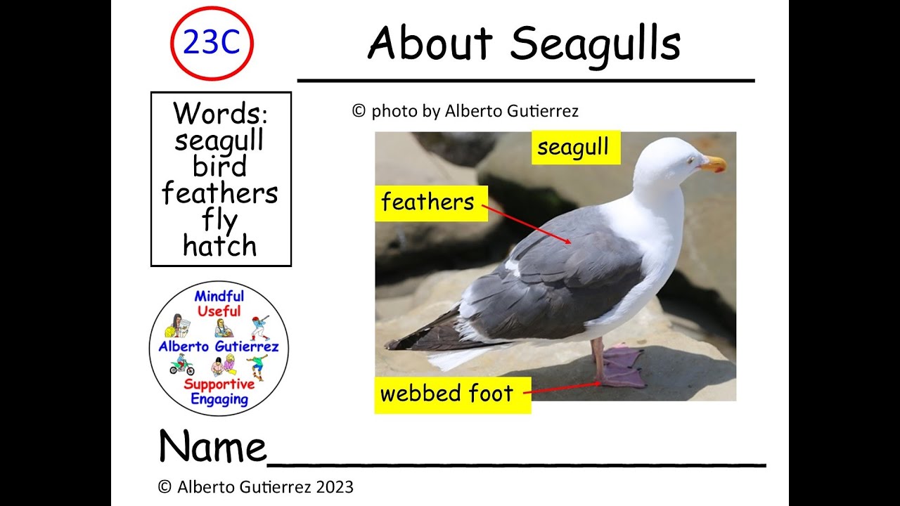 Read Aloud Video About Seagulls #23C - YouTube