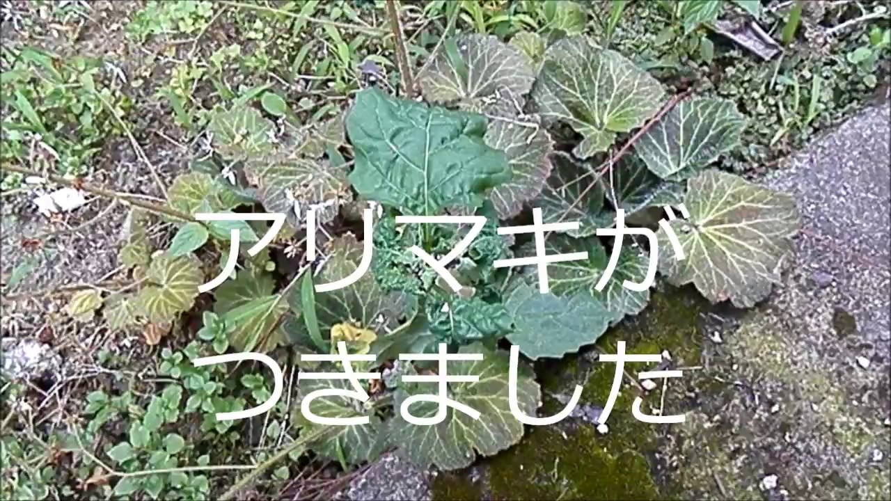 オルトラン粒剤はどのくらい効くのか 試してみました(´・ω・`) Ortran granules - YouTube