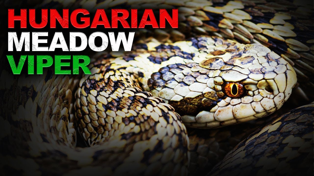 We Found an Extremely Rare Viper in Europe! - YouTube