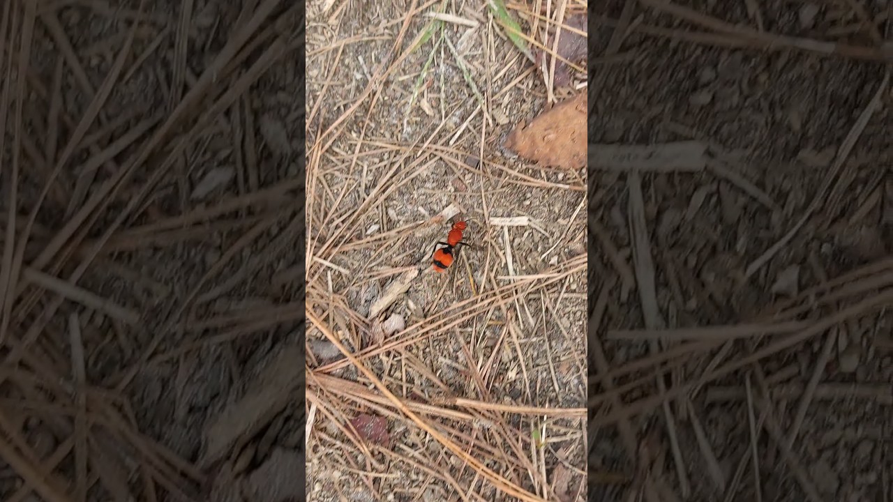 Red Velvet Ant AKA "Cow Killer" #bug #ants #wildlife #nature #cool # ...
