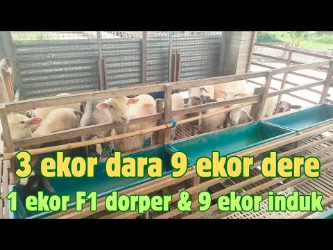 Paket breeding 1 ekor F1 dorper & 9 ekor induk. Betina 3 ekor dara 9 ...