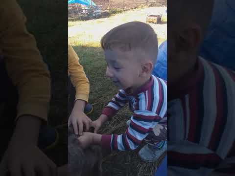 Şıltaq çəpişlər