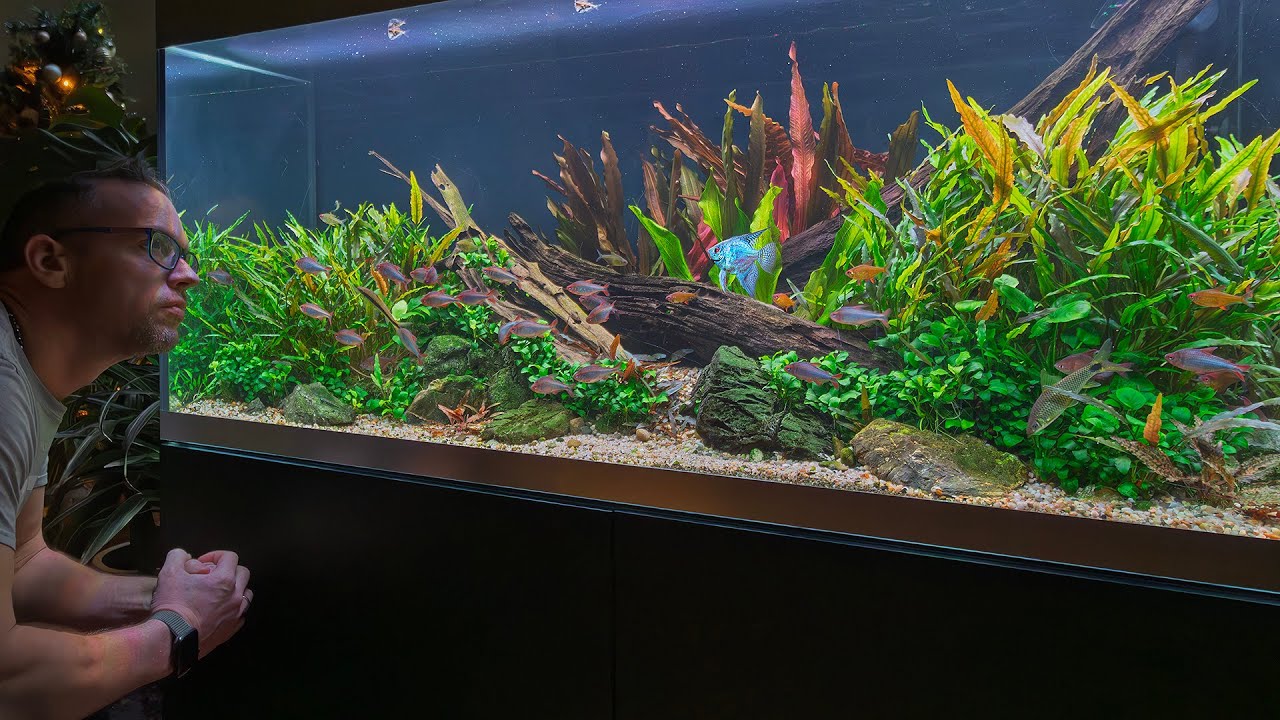 IS AQUASCAPING IS THE BEST HOBBY? (4K) - YouTube
