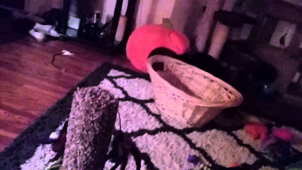Phoenix the cat playing - YouTube