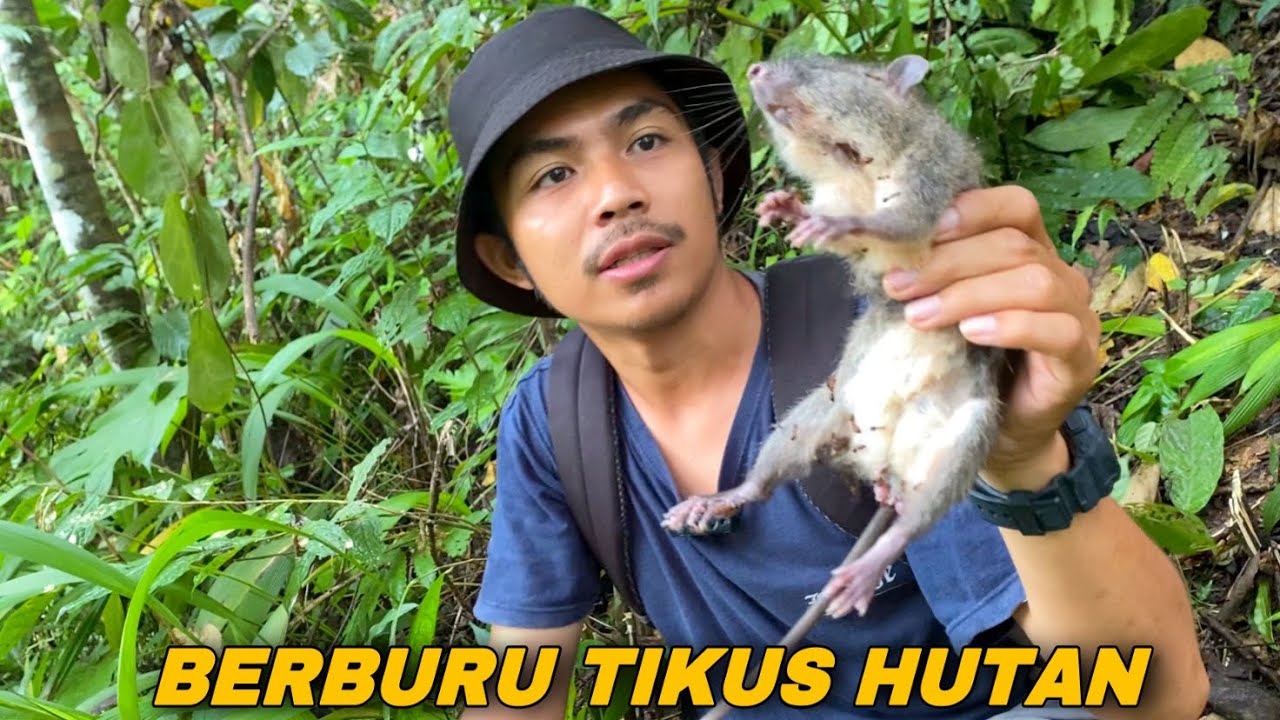 Berburu tikus Hutan🔥 #berpetualang #petualangan #petualanganalamdesaku ...