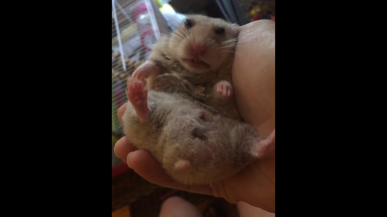 Syrian Hamster teeth clicking and twitching like a scary zombie - YouTube