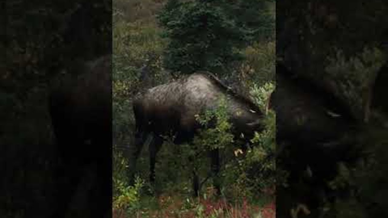 Moose Shreds Tree with His Antlers || ViralHog - YouTube