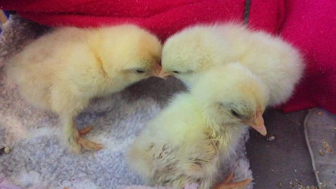 Chicks learning to walk - YouTube