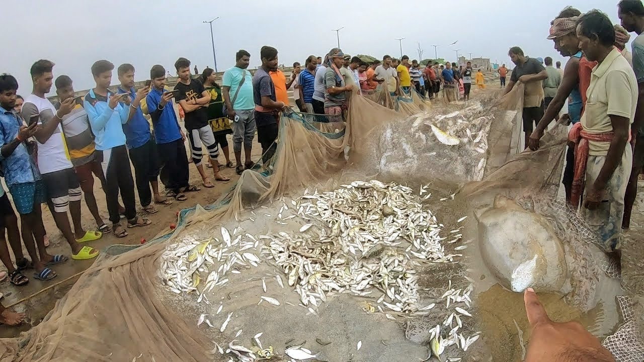 Digha mohona | Digha mohona fish | Sea Fish | digha mohana fish ...