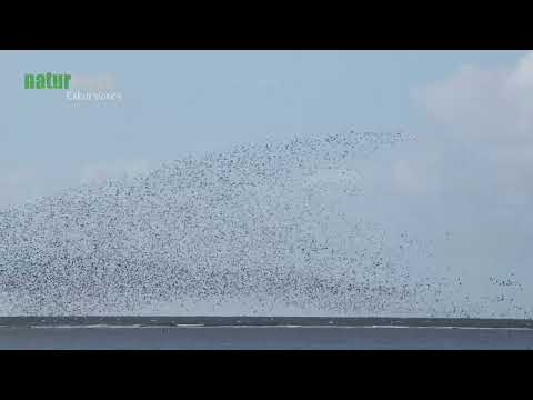 Tausende Limikolen auf Texel I Thousands of Waders I Shorebirds I Miles de Aves Limicolas I Texel