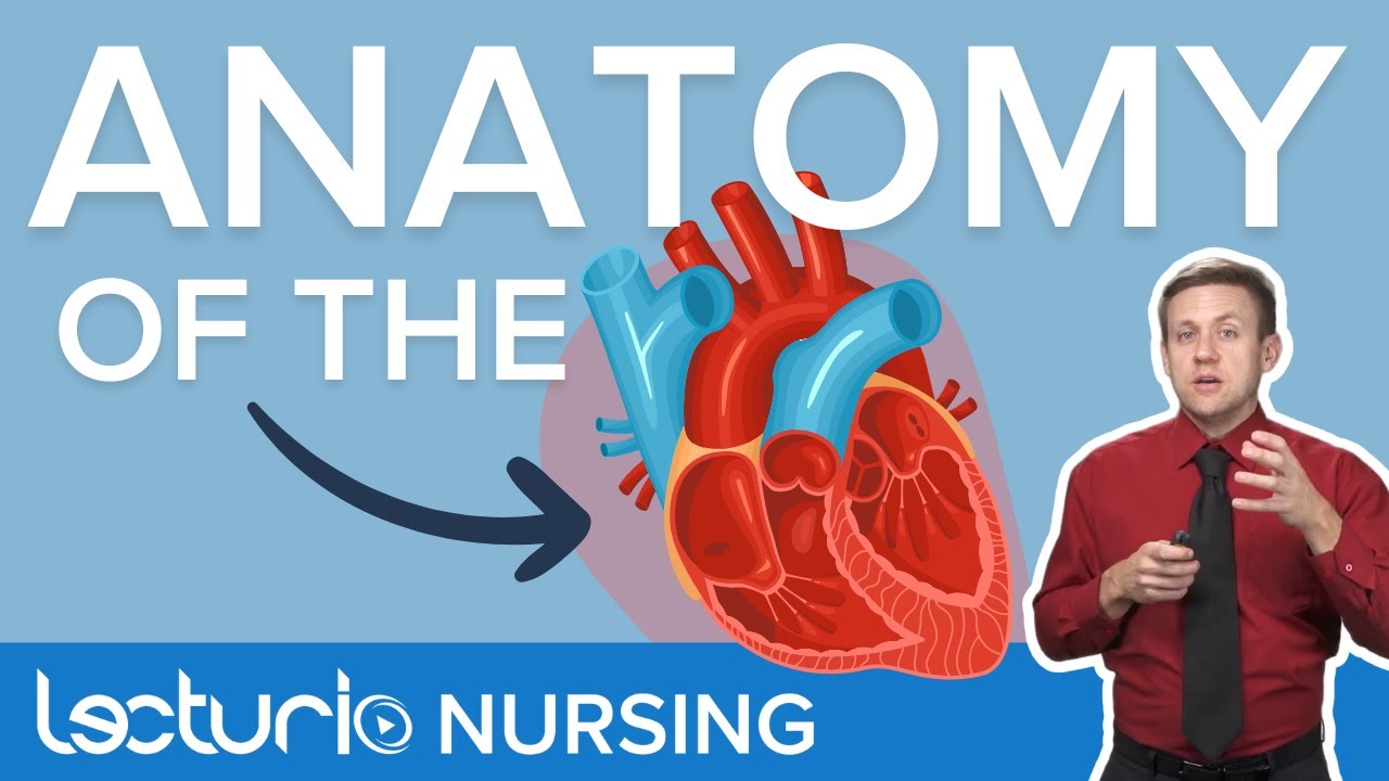 External and Internal Anatomy of the Heart | Cardiac Anatomy | Lecturio ...