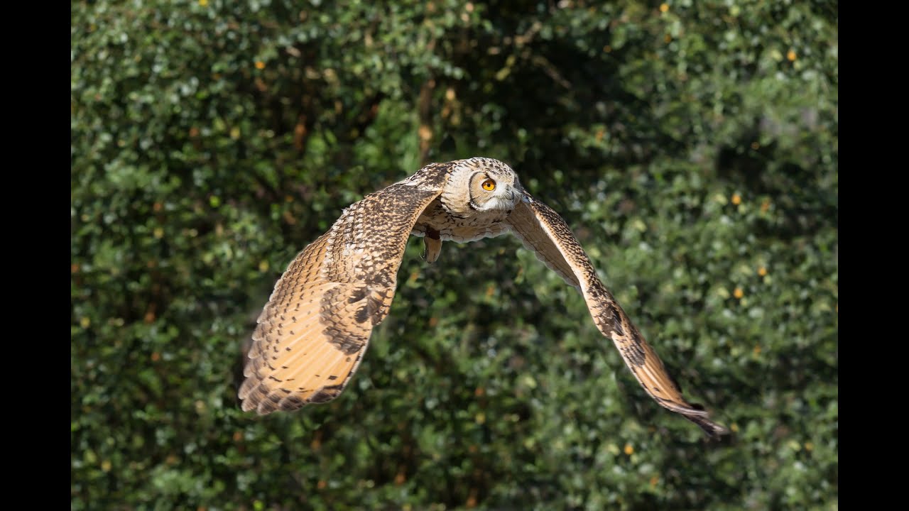 No Copyright Nature Footage*Birds in Flight*Loop*Royalty Free ...