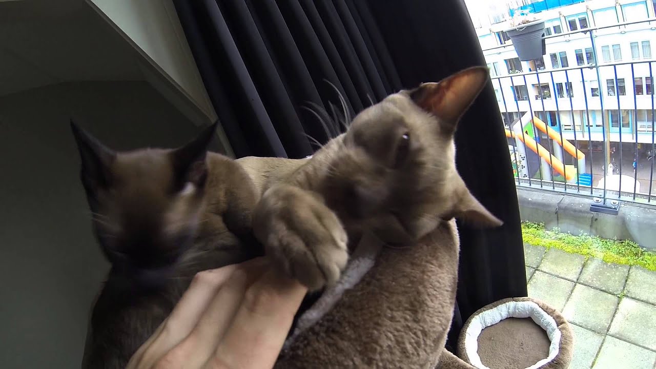 My crippled cat accident - YouTube