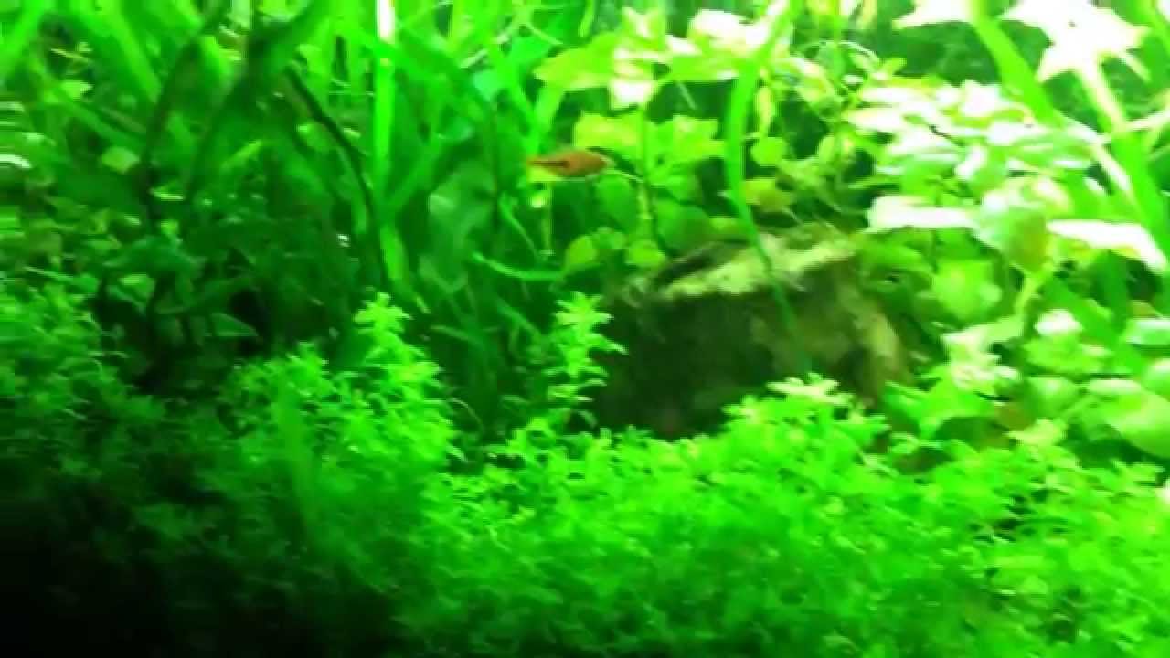 Planted tank journal: Day 270 - YouTube
