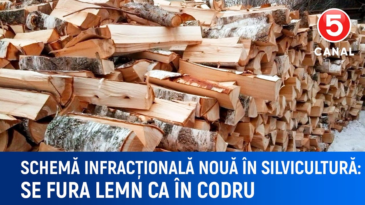 Schemă infracțională nouă în silvicultură: Se fura lemn ca în Codru ...