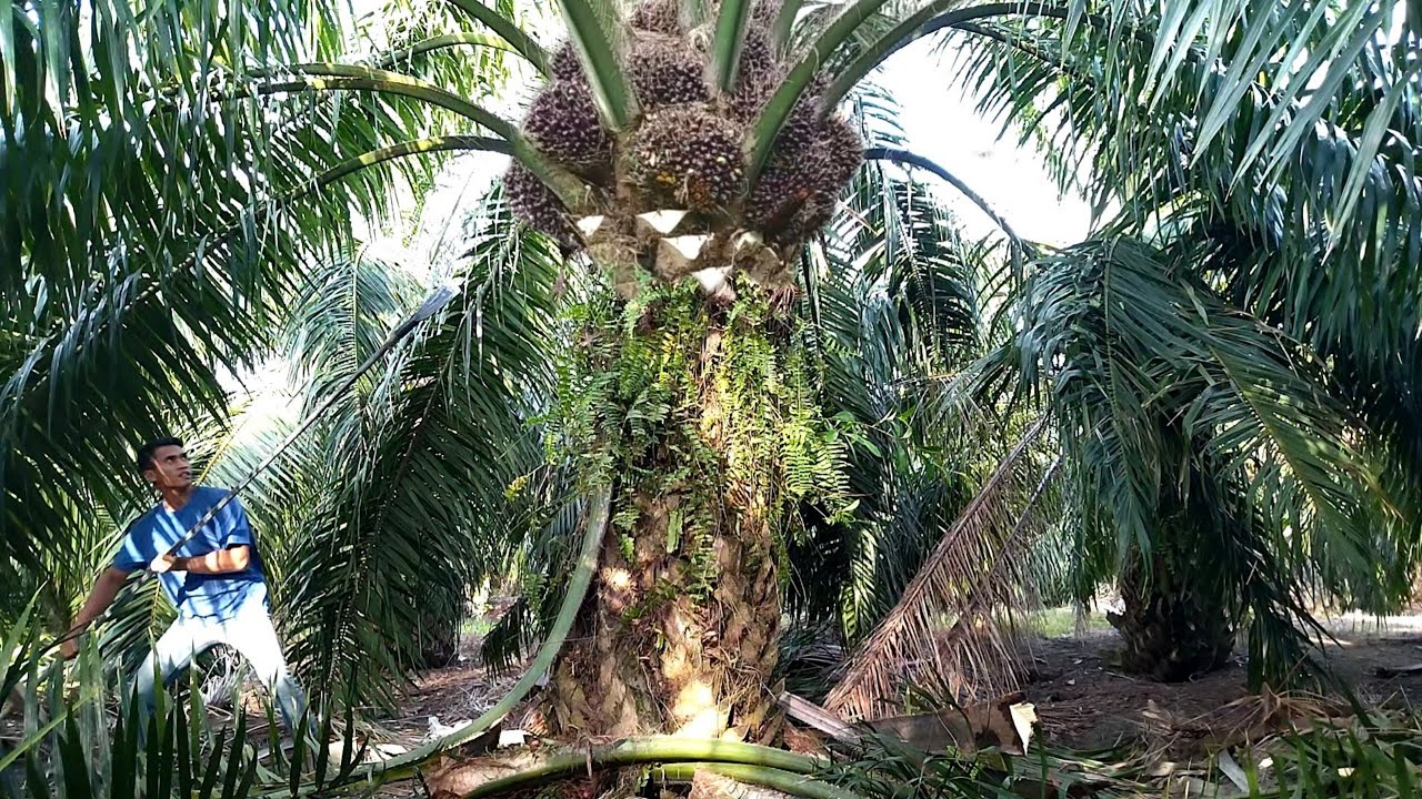 Rame tenan‼️panen sawit yangambi pokok rendah menggunakan dodos cap 222 ...
