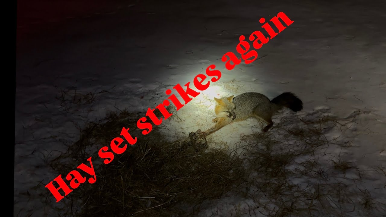 Trapping. HAY SET catch’s another gray fox - YouTube