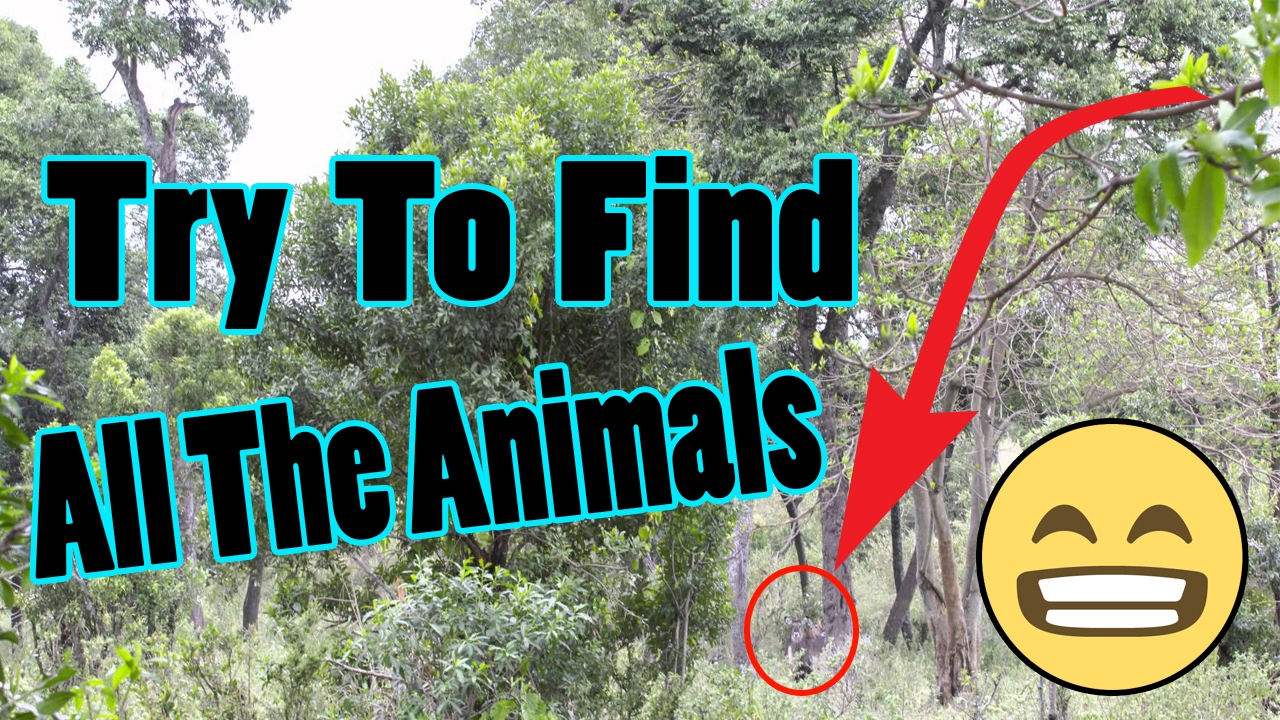 Try To Find All The Hidden Animals In The Pictures 2017 - YouTube