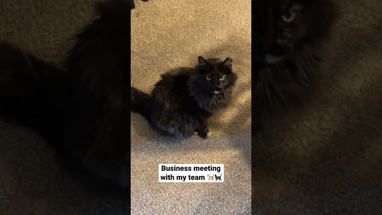 These cats are NOT working. Someone’s getting fired 🐈🐈‍⬛ - YouTube