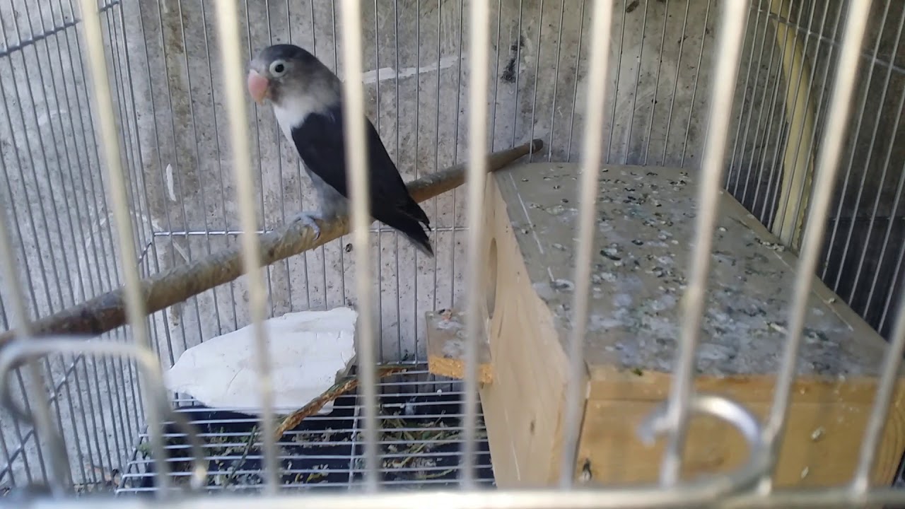 albs 1 and albs 2 - YouTube