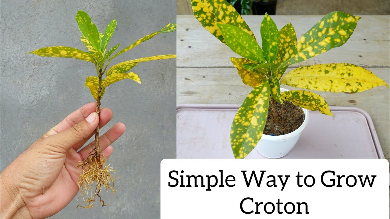 How to plant croton from cuttings in simple method - YouTube