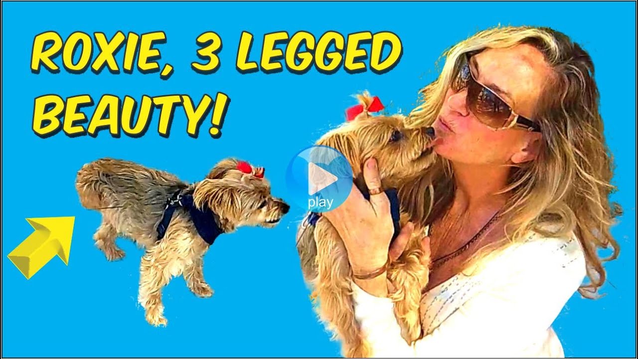 Meet Roxie, the 3 Legged Beauty! - YouTube