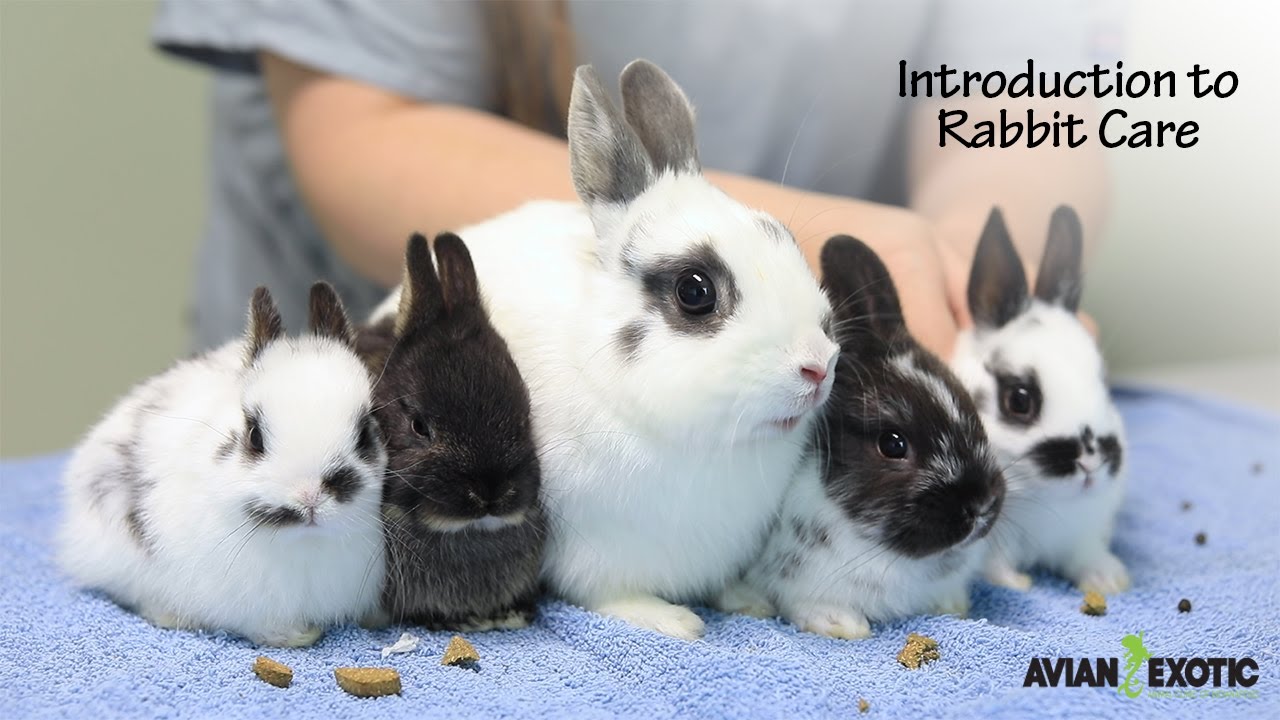 Introduction to Rabbit Care - YouTube