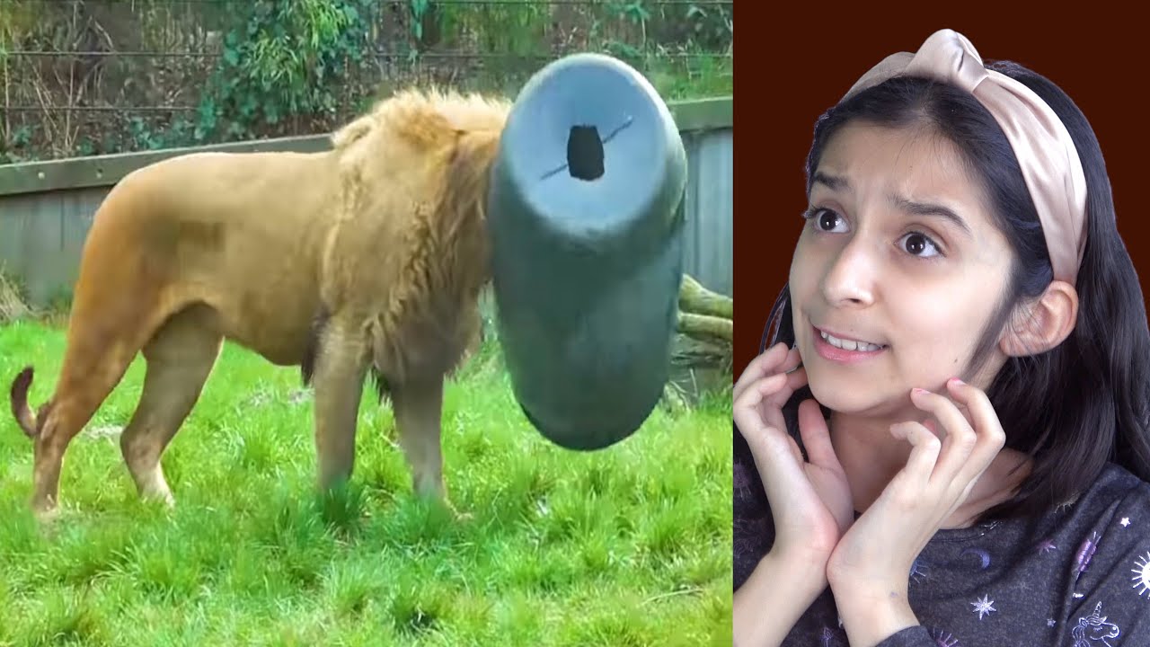 When Animals Asked People for Help & Kindness - YouTube