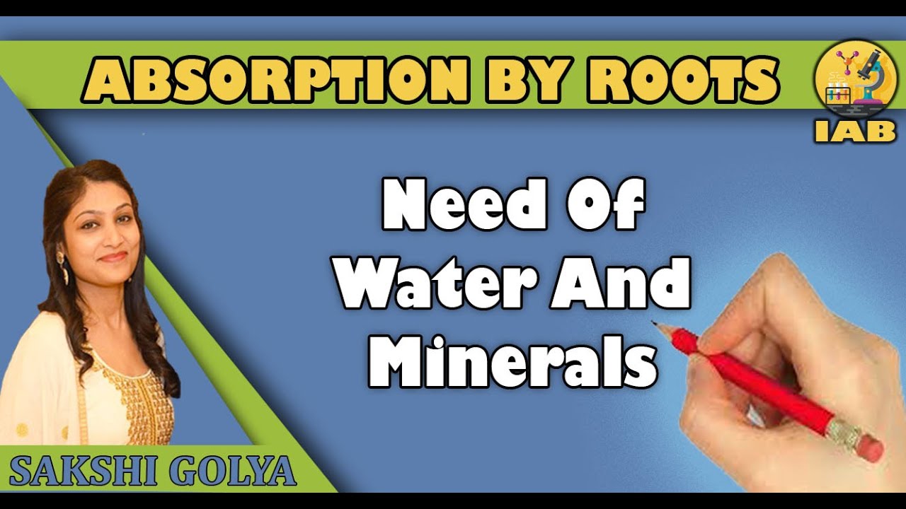 Need Of Water And Minerals By Plants | Absorption by Roots | Module 1 ...