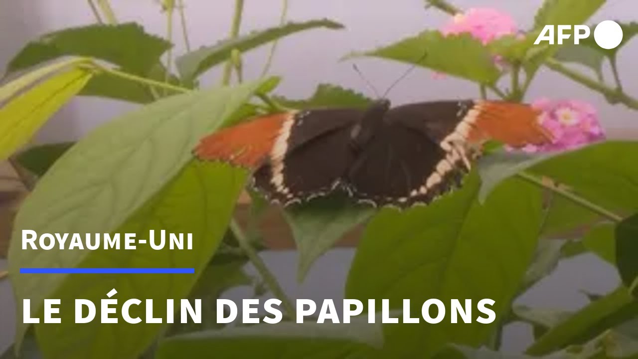 Royaume-Uni: une ONG tire la sonnette d'alarme face au déclin des ...