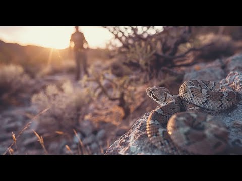 Ultimate Guide Rattlesnake Safety Tips Revealed - YouTube