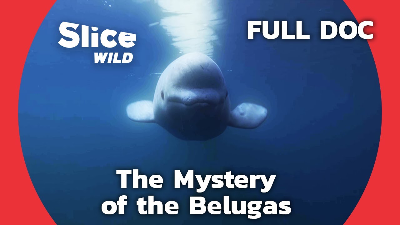 Analysing Belugas and Why They’re Threatened | SLICE WILD | FULL ...