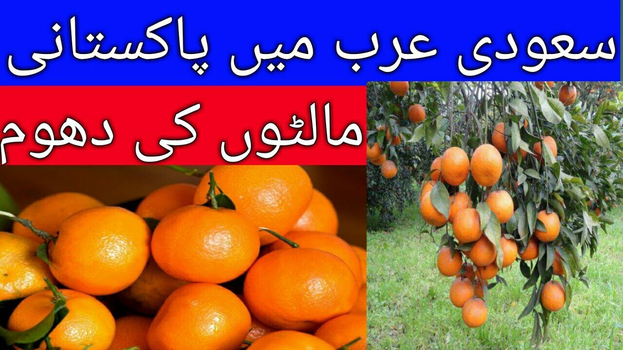 pakistani orange smokes in saudi arabia markets.great busnis saudi ...