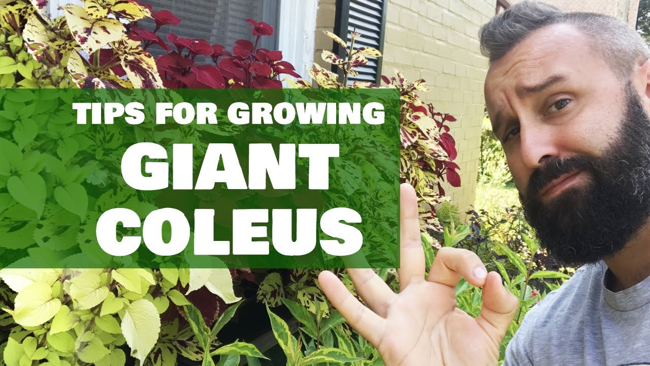 Tips For Growing GIANT Coleus - YouTube