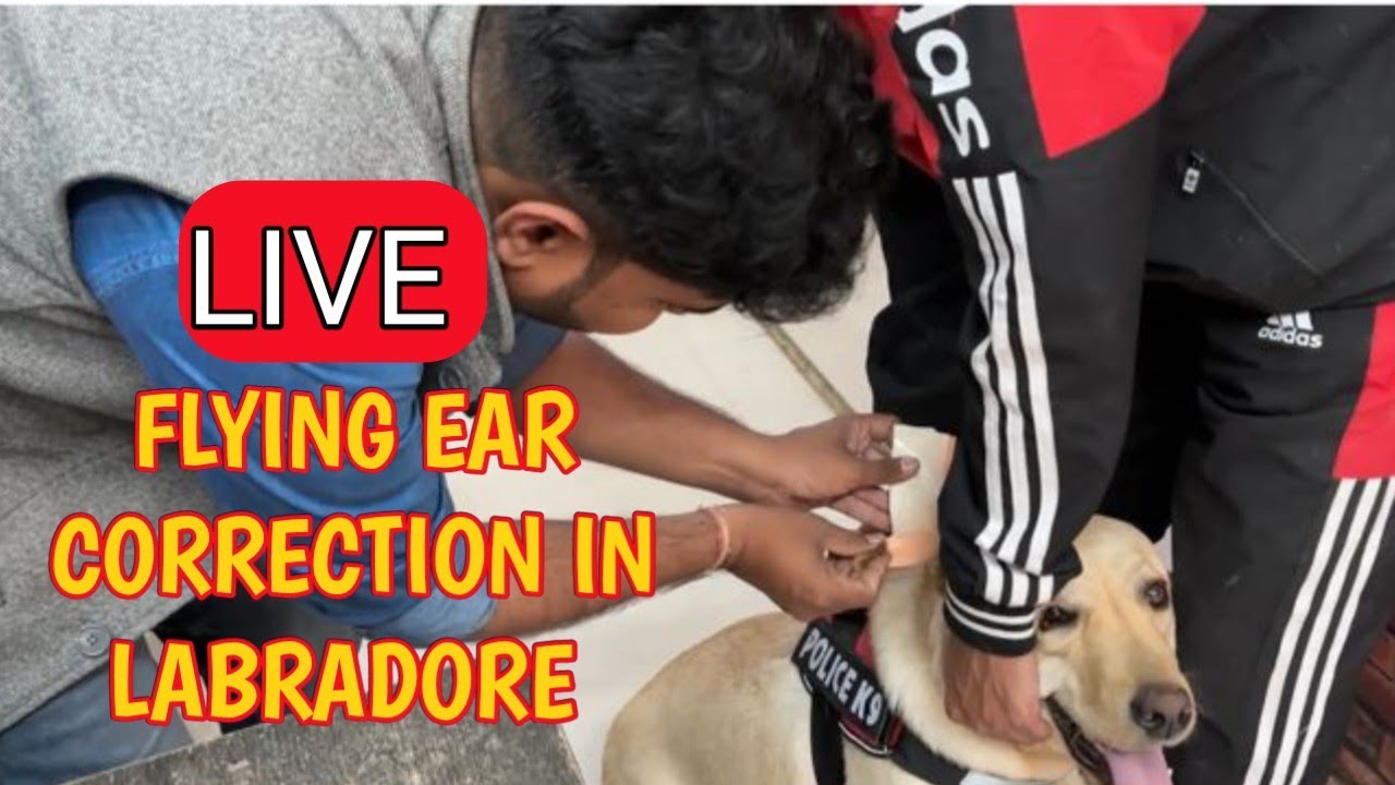 Flying ear problems in Labrador dog | flying ear correction in Labrador ...