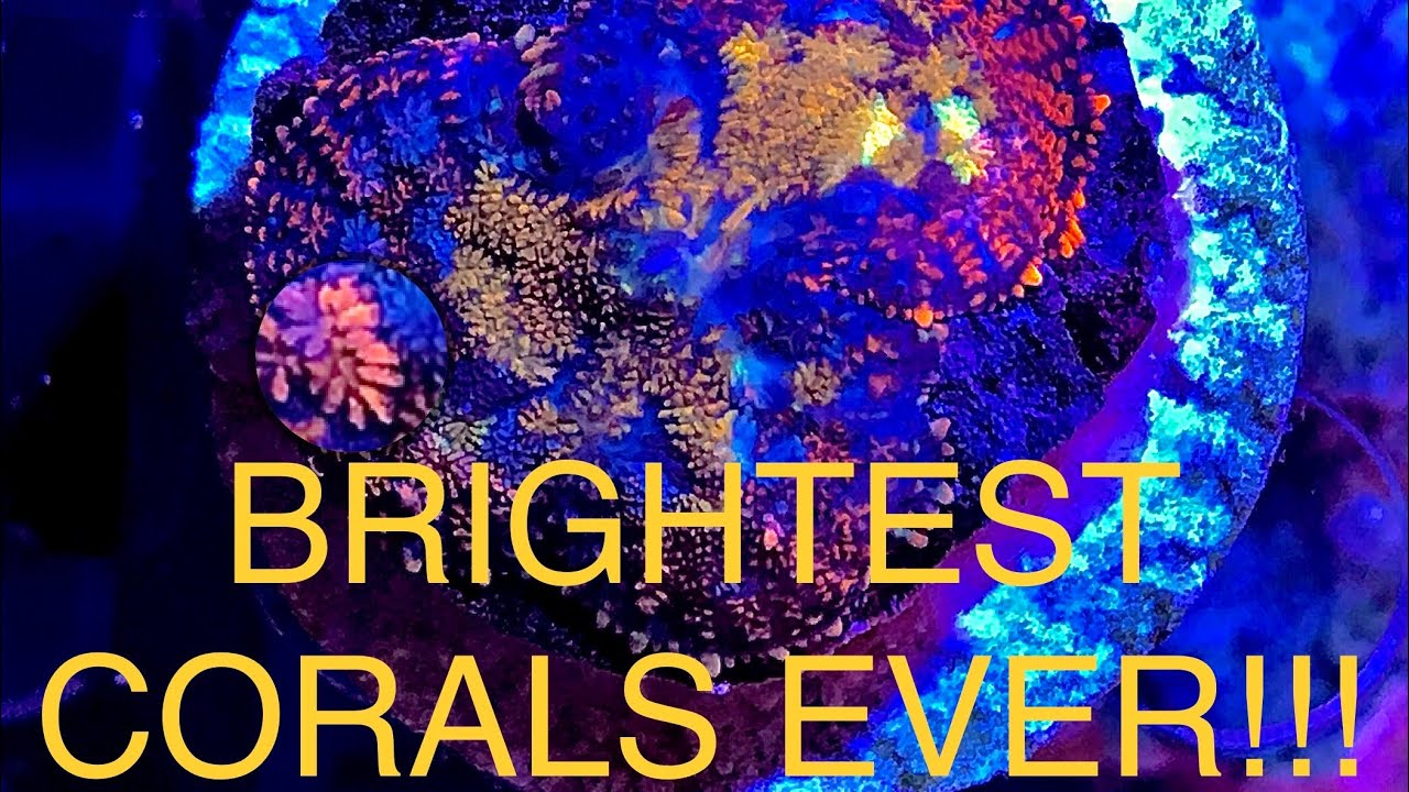 Super Cool New Coral (Nano Reef Tank) - YouTube