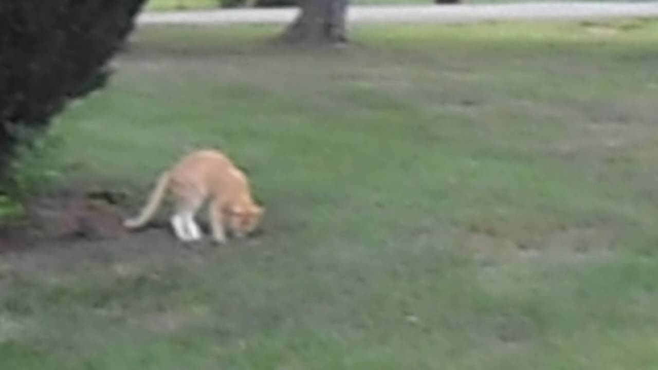 Post poop process - YouTube