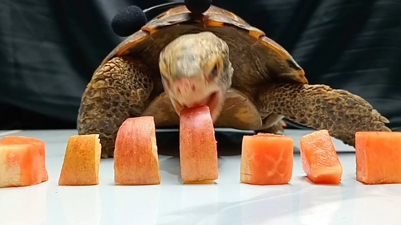 Animal ASMR - Turtle tortoise mukbang fruits papaya and apple 🐢 - YouTube