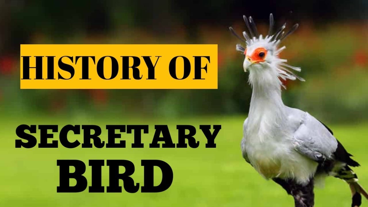 The Incredible History of the Secretary Bird | Evolution INSIGHTS - YouTube