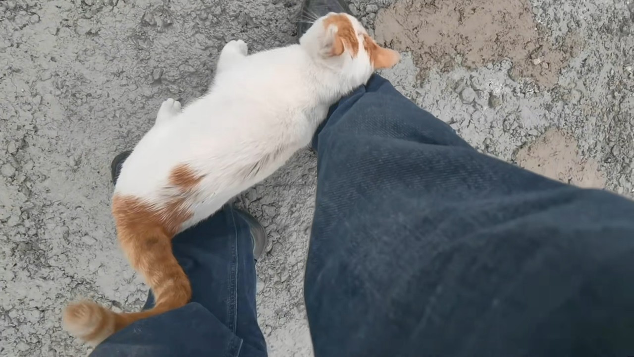 The stray cat, hits people so hard. Scratched me again today. #stray # ...