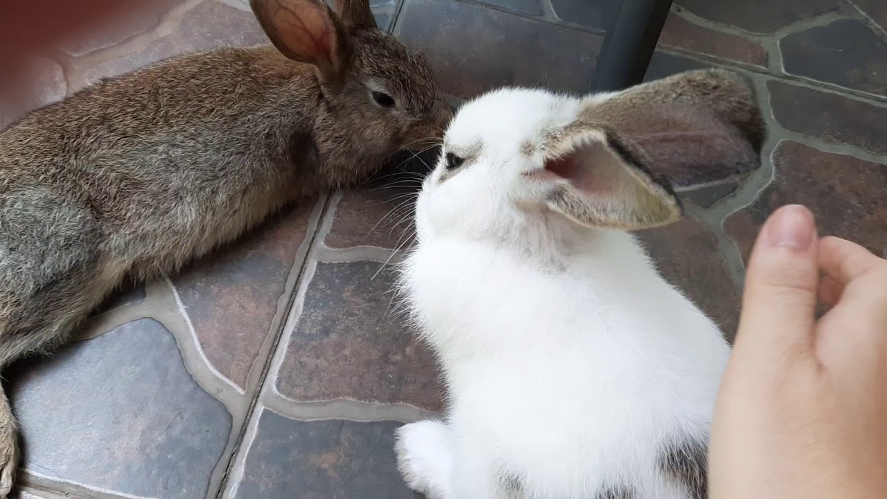 Loving rabbits - YouTube